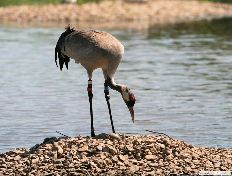 Identify Common Crane or Eurasian Crane - Wildfowl Photography.