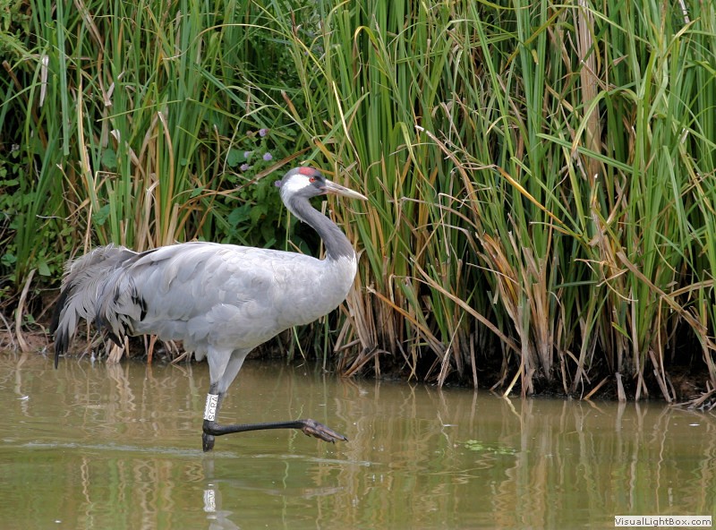 Identify Common Crane or Eurasian Crane - Wildfowl Photography.