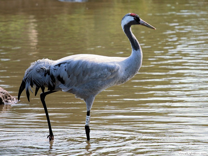Identify Common Crane or Eurasian Crane - Wildfowl Photography.