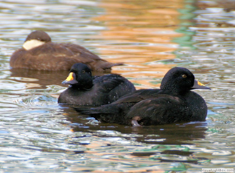 Identify Common Scoter - Wildfowl Photography.