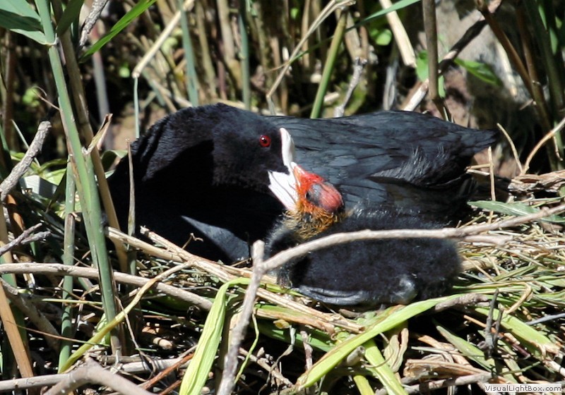 Identify Coot - Wildfowl Photography.