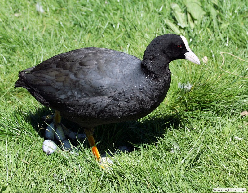Identify Coot - Wildfowl Photography.