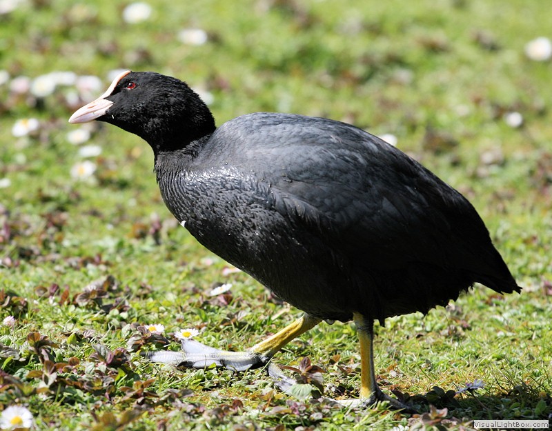 Identify Coot - Wildfowl Photography.