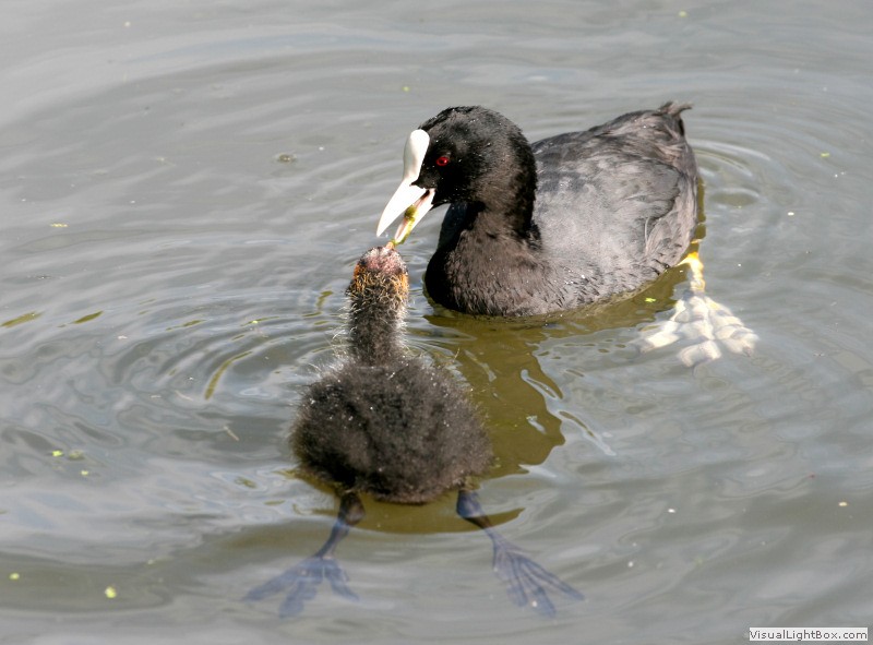 Identify Coot - Wildfowl Photography.