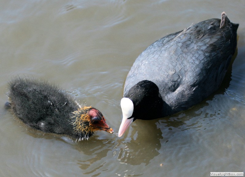 Identify Coot - Wildfowl Photography.