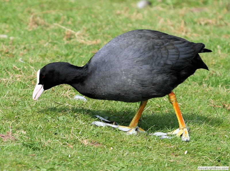 Identify Coot - Wildfowl Photography.
