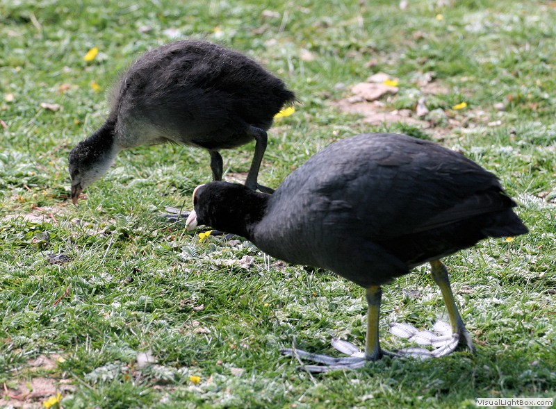 Identify Coot - Wildfowl Photography.
