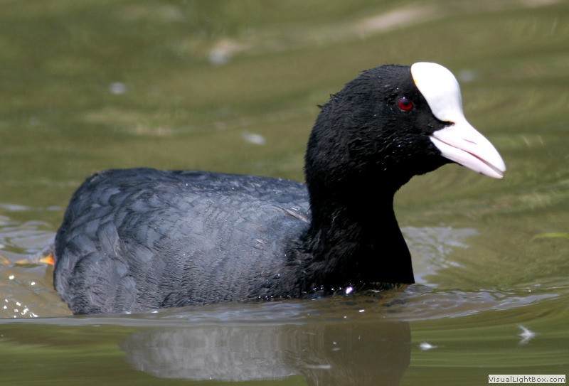 Identify Coot - Wildfowl Photography.