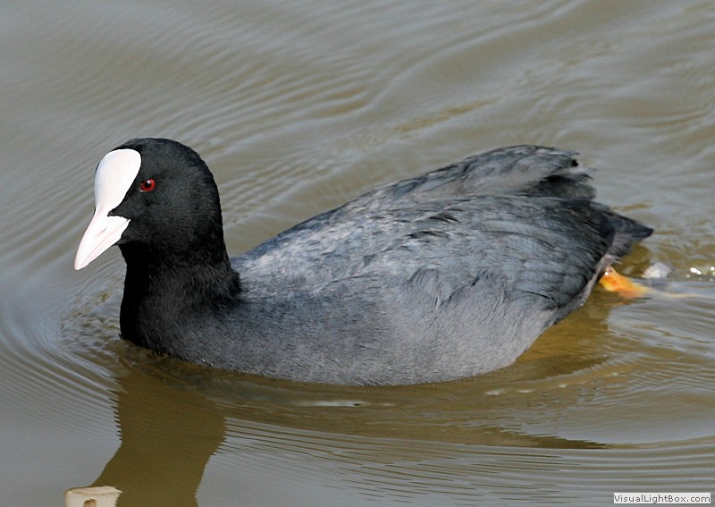 Identify Coot - Wildfowl Photography.