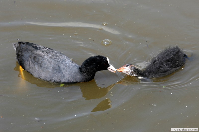 Identify Coot - Wildfowl Photography.
