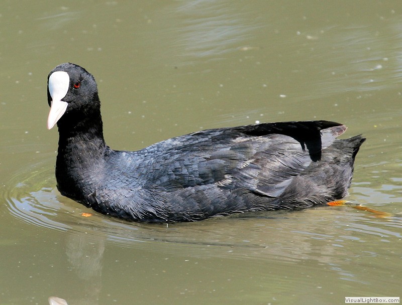 Identify Coot - Wildfowl Photography.