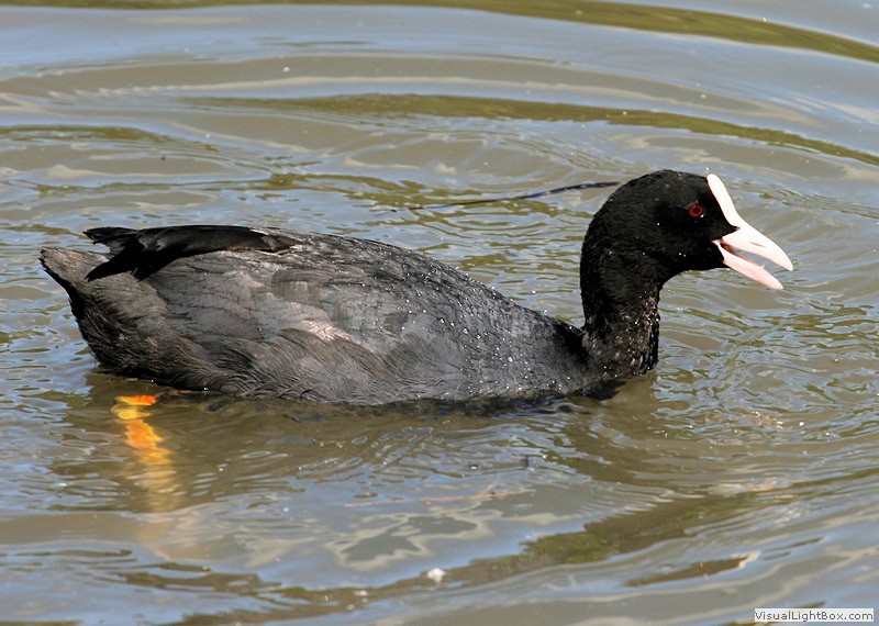 Identify Coot - Wildfowl Photography.