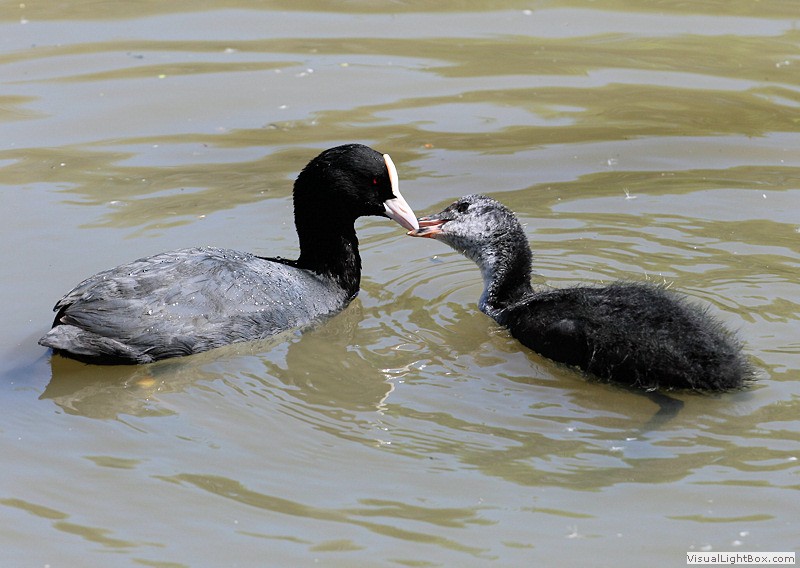 Identify Coot - Wildfowl Photography.