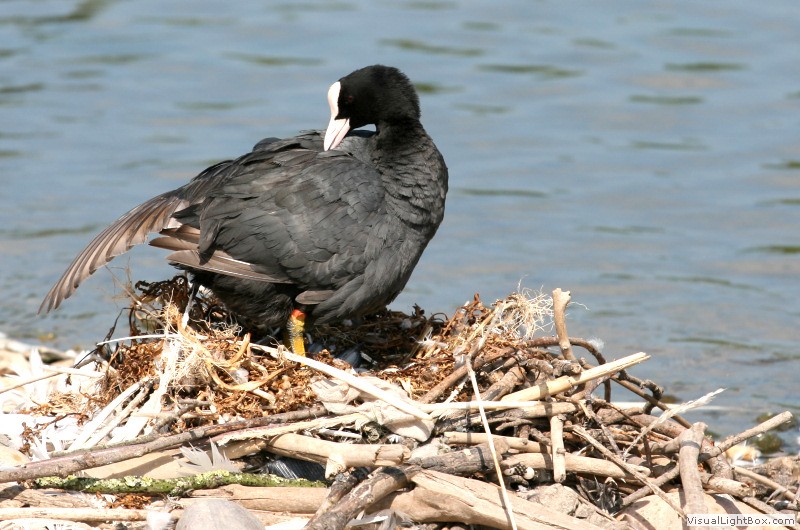 Identify Coot - Wildfowl Photography.