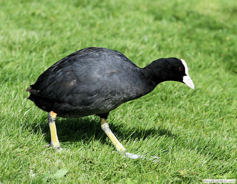 Identify Coot - Wildfowl Photography.
