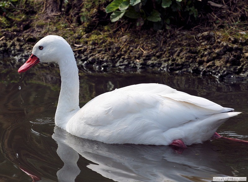 Identify Coscoroba Swan - Wildfowl Photography.