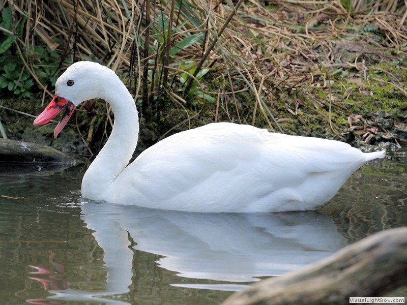 Identify Coscoroba Swan - Wildfowl Photography.