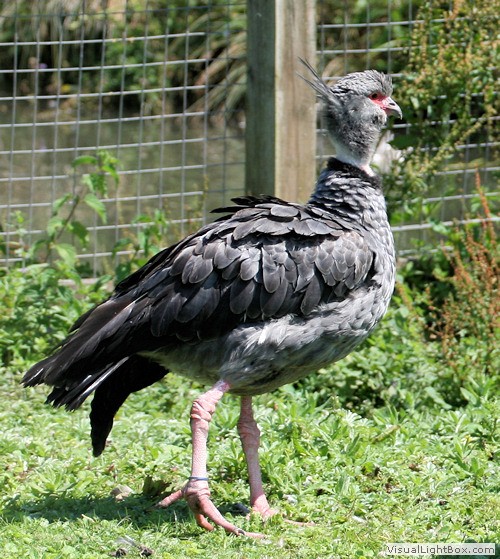 Identify Crested (Southern) Screamer - Wildfowl Photography.