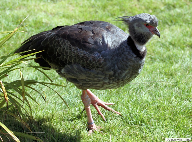 Identify Crested (Southern) Screamer - Wildfowl Photography.