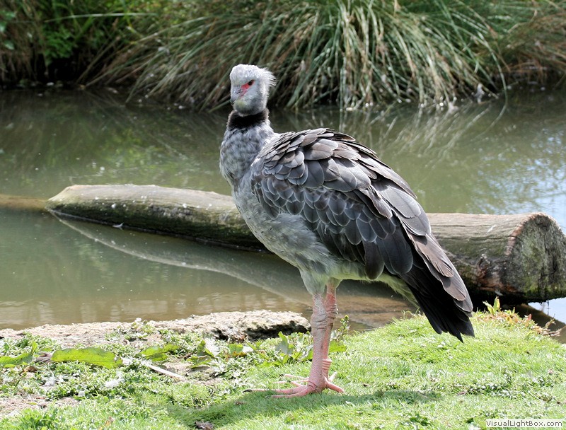 Identify Crested (Southern) Screamer - Wildfowl Photography.