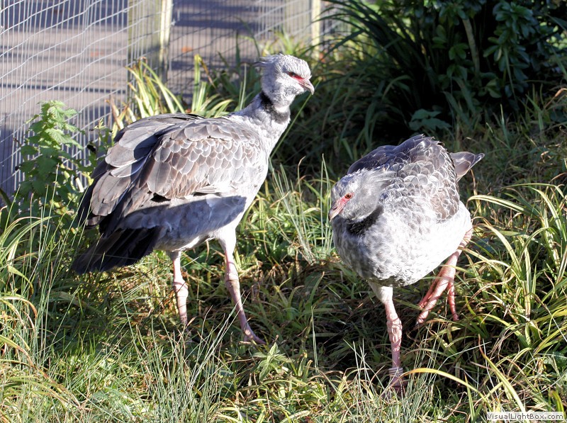 Identify Crested (Southern) Screamer - Wildfowl Photography.