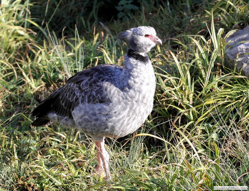 Identify Crested (Southern) Screamer - Wildfowl Photography.