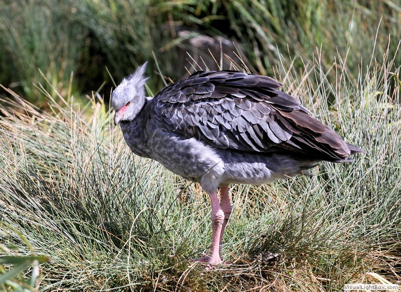Identify Crested (Southern) Screamer - Wildfowl Photography.