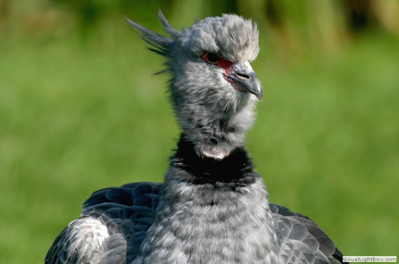 Identify Crested (Southern) Screamer - Wildfowl Photography.