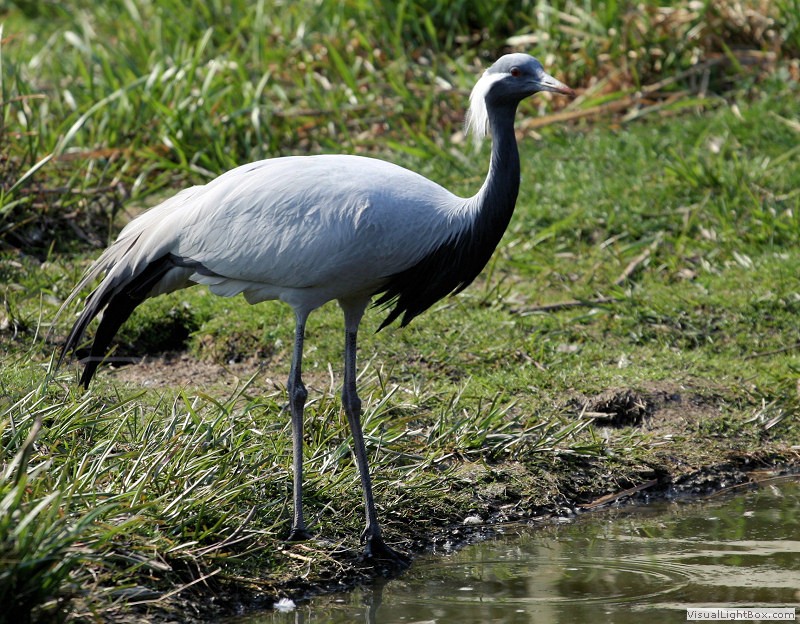 Identify Demoiselle Crane - Wildfowl Photography.