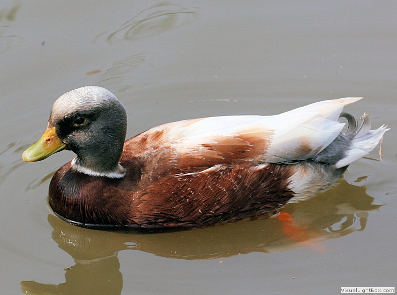 Identify Domestic Ducks - Wildfowl Photography.