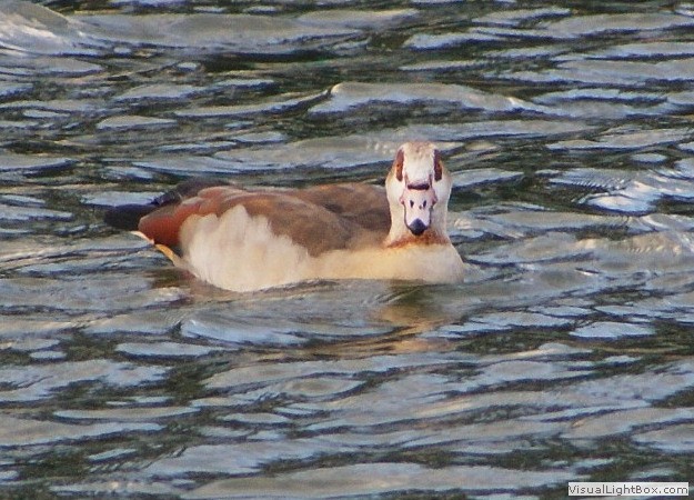Identify Egyptian Goose - Wildfowl Photography.