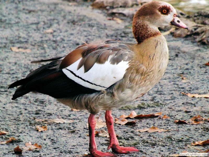 Identify Egyptian Goose - Wildfowl Photography.