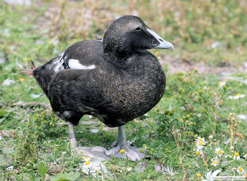 Identify Common Eider - Wildfowl Photography.