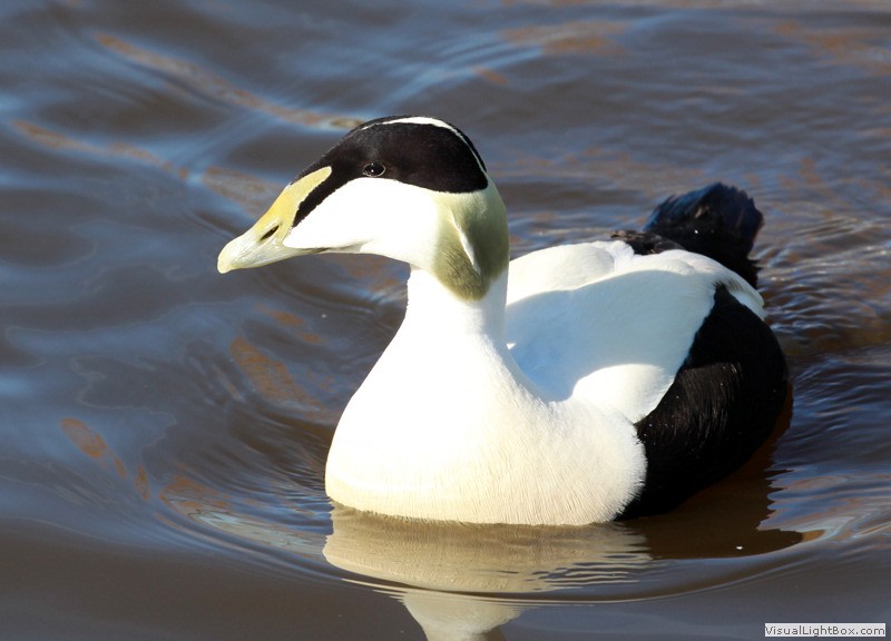 Identify Common Eider - Wildfowl Photography.