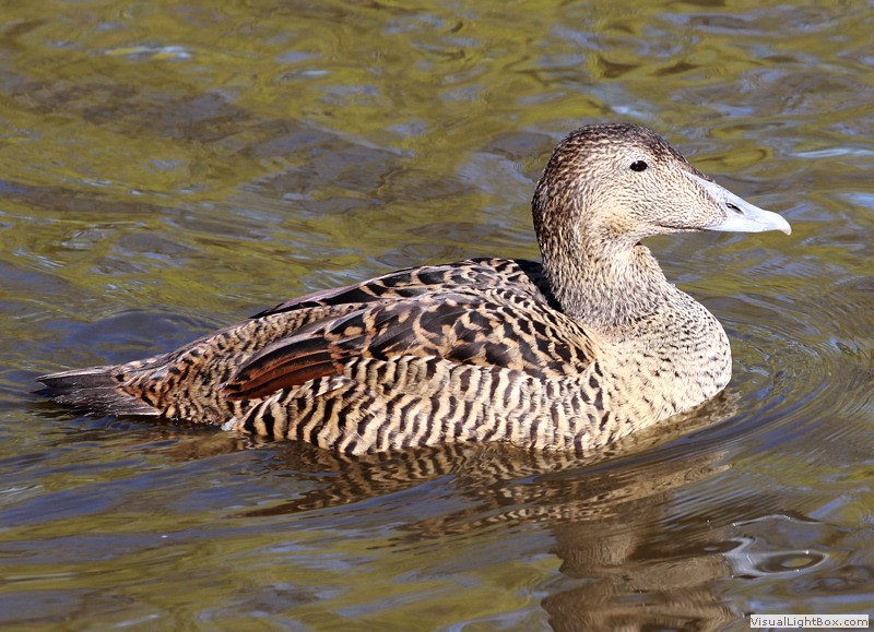 Identify Common Eider - Wildfowl Photography.