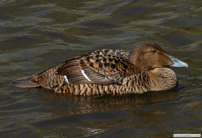 Identify Common Eider - Wildfowl Photography.