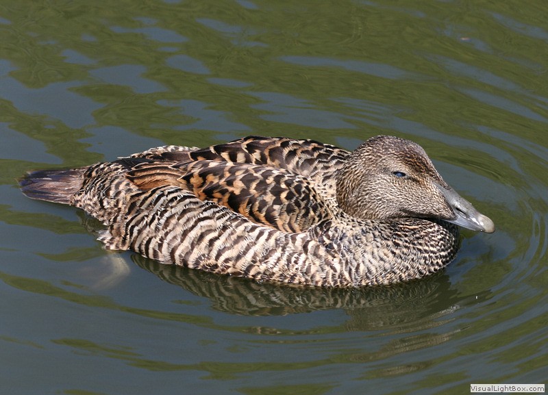 Identify Common Eider - Wildfowl Photography.
