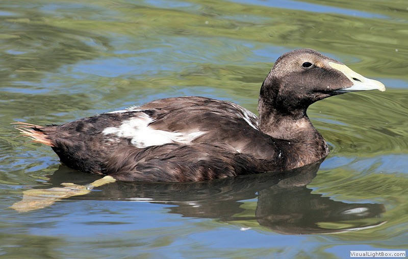 Identify Common Eider - Wildfowl Photography.