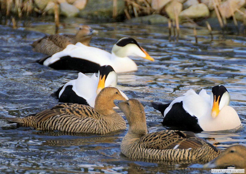 Identify Common Eider - Wildfowl Photography.