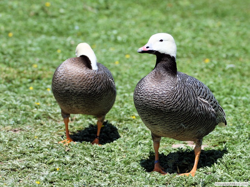 Identify Emperor Goose - Wildfowl Photography.