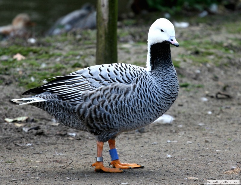 Identify Emperor Goose - Wildfowl Photography.
