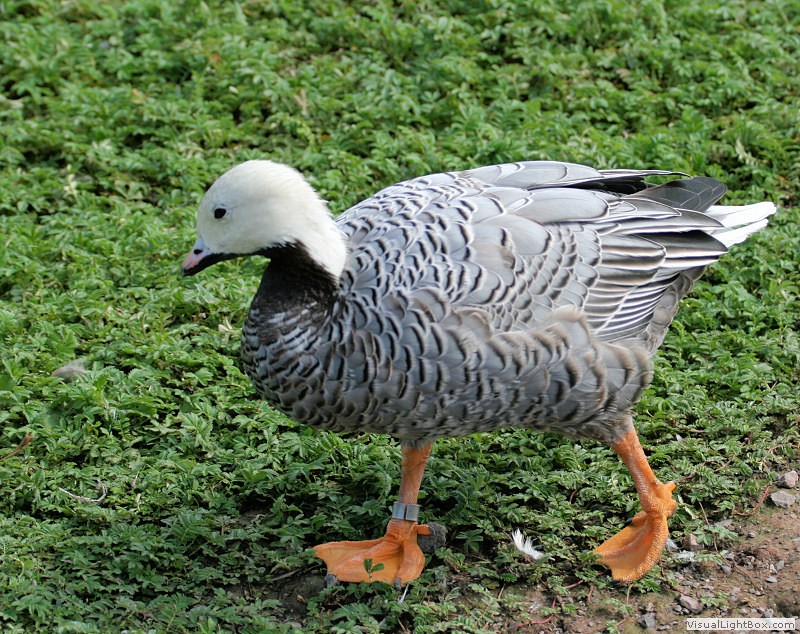 Identify Emperor Goose - Wildfowl Photography.