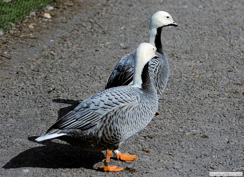 Identify Emperor Goose - Wildfowl Photography.
