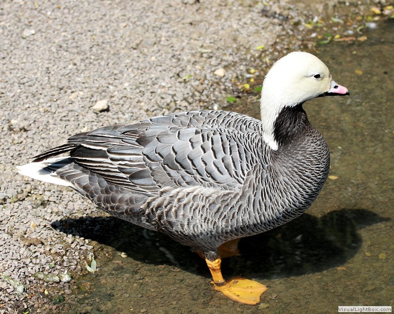Identify Emperor Goose - Wildfowl Photography.