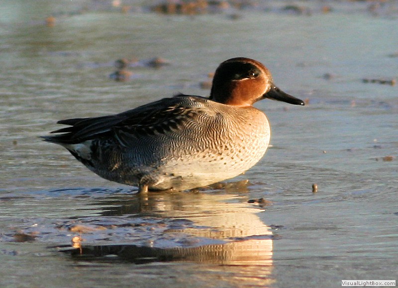 Identify Eurasian Teal - Wildfowl Photography.