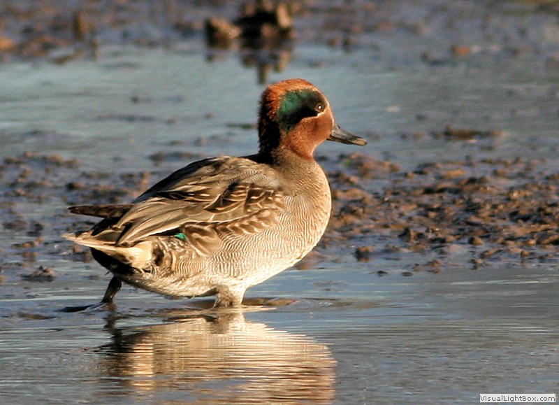 Identify Eurasian Teal - Wildfowl Photography.