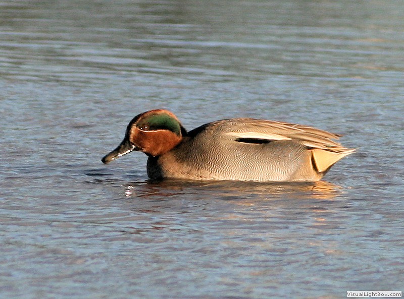Identify Eurasian Teal - Wildfowl Photography.