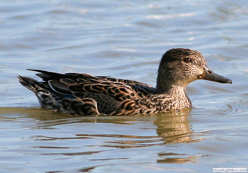Identify Eurasian Teal - Wildfowl Photography.