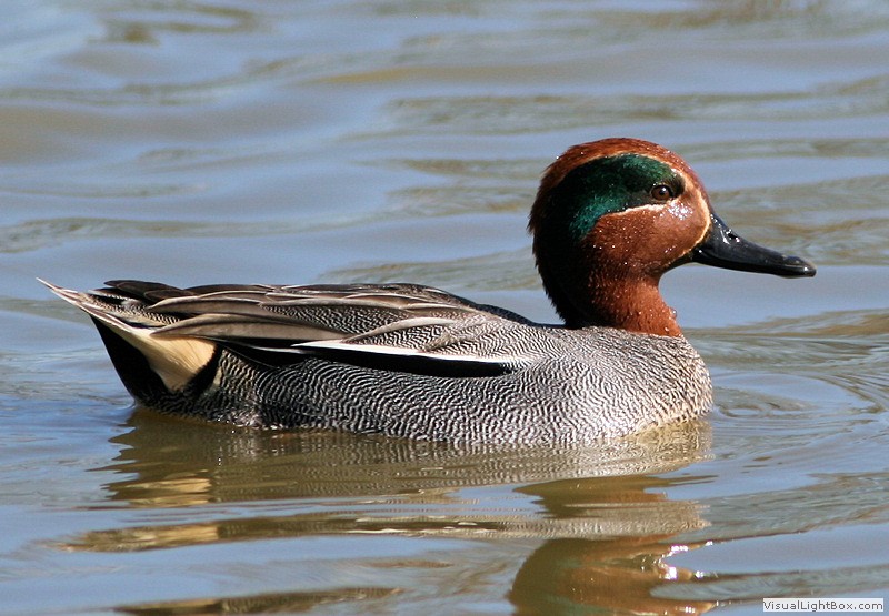 Identify Eurasian Teal - Wildfowl Photography.