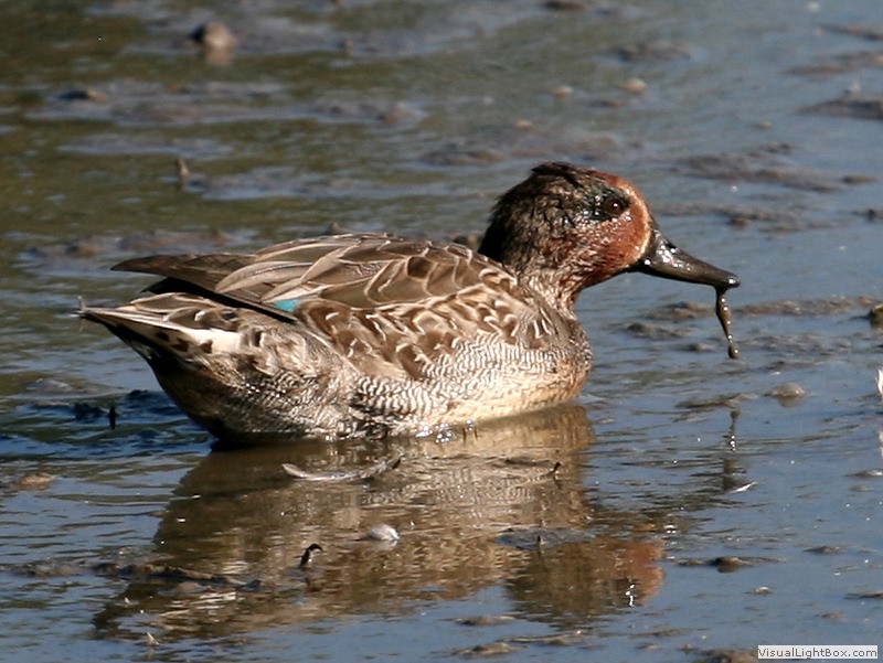 Identify Eurasian Teal - Wildfowl Photography.
